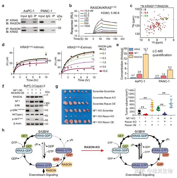 Cell Research（IF=46.297）| 张弩/徐建波/姚宏伟/闫超教授发现RASON有望成为KRAS突变癌治疗新靶点 - 知乎