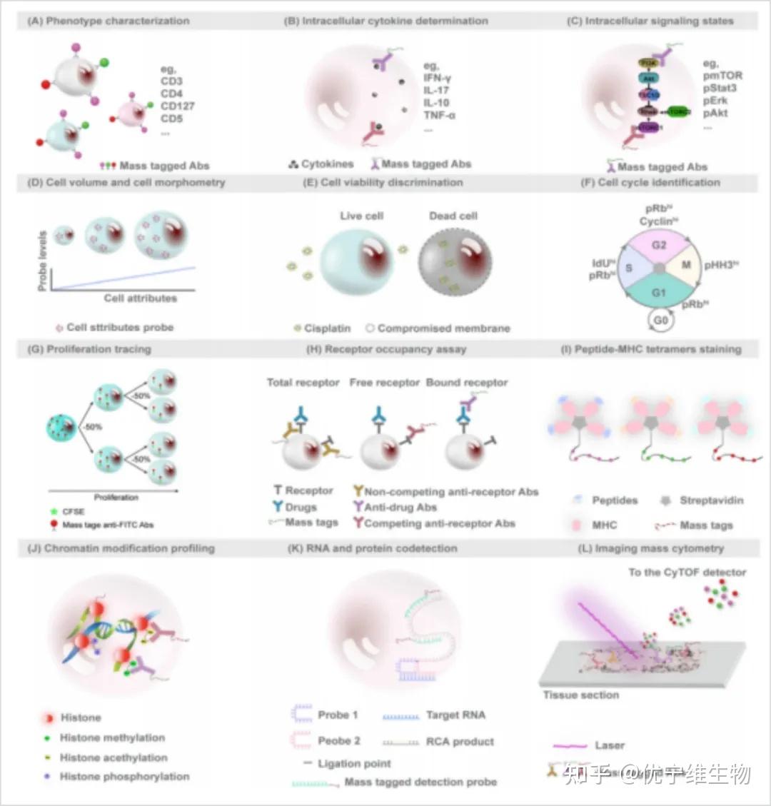 两篇高分文献带您了解质谱流式(CyTOF)的应用 - 知乎