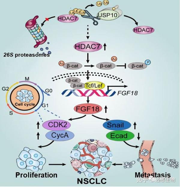 FGF18：骨关节炎治疗靶标 - 知乎