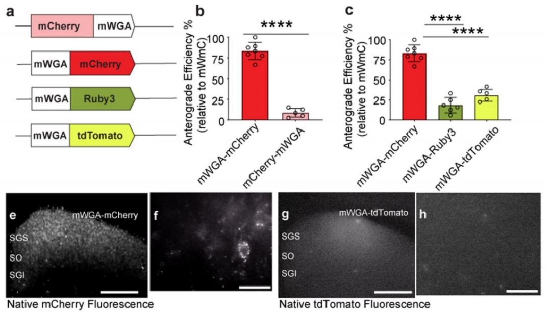小布Tips | 顺行示踪工具-- mWGA - 知乎