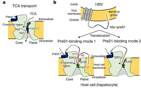 NTCP转运体在药物研发中的应用简介 - 知乎