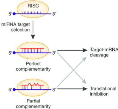 关于miRNA的那些概念 - 知乎
