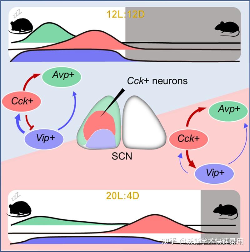 Neuron |中国科学院揭示调控昼夜节律稳定性的神经机制 - 知乎