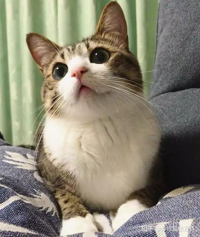 狸花猫有这些特征，说明它被“养得好”，你家猫中了吗？ - 知乎