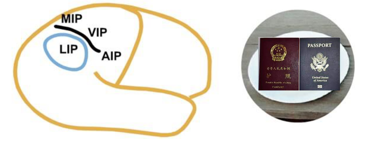 Dual-Pathway Model of Visual Win-Information Processing 赢视信息处理的双通路模型 - 知乎