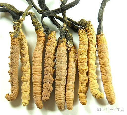 世界十大名贵药材 珍稀名贵药材盘点 - 知乎