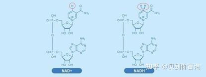 带你科学了解NAD是什么？NAD+是什么东西？ - 知乎