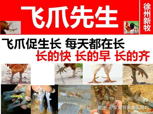 鸡脚蹬子怎么更快长鸡脚蹬如何才能长得快鸡飞爪什么时候开始长鸡的飞爪多久能长出来鸡飞爪怎么能长得快喂什么让鸡长飞爪公鸡喂什么长飞爪怎样让公鸡飞爪长得快公鸡养多长时间会长小爪子鸡飞爪怎么增加 知乎