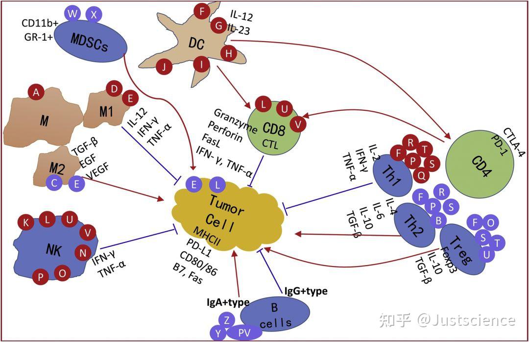 巨噬细胞与CSF-1/CSF-1R通路相关知识 - 知乎