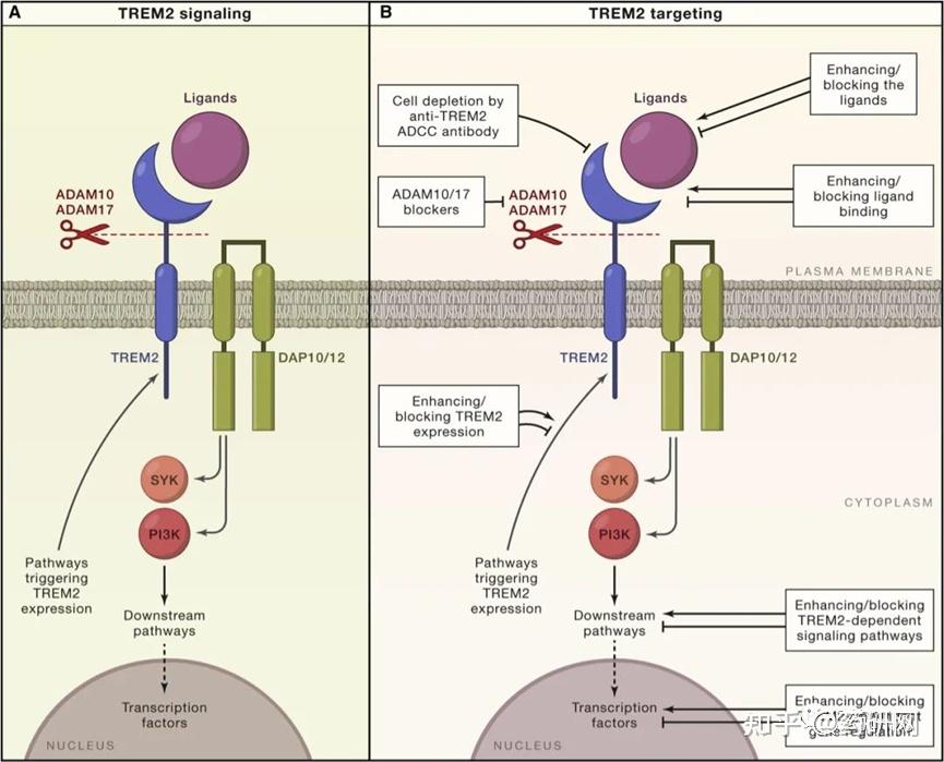 TREM1、TREM2丨髓系细胞表面受体的异军突起 - 知乎