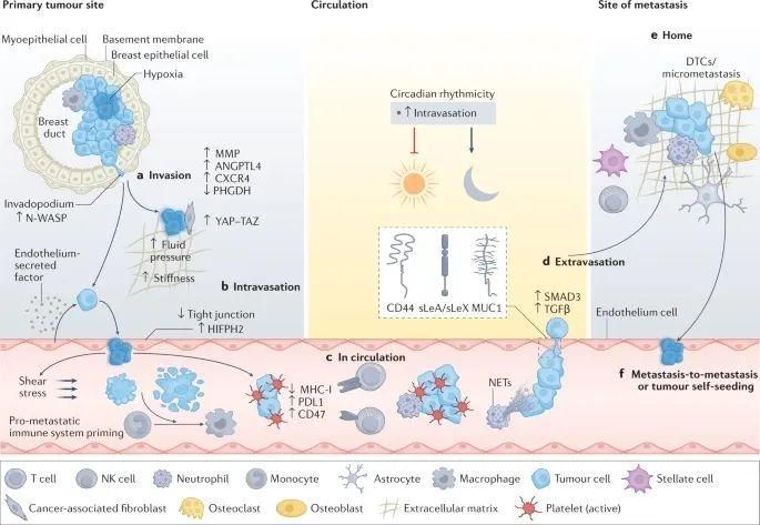 Nat Rev | 如何突破循环肿瘤细胞应用瓶颈 - 知乎