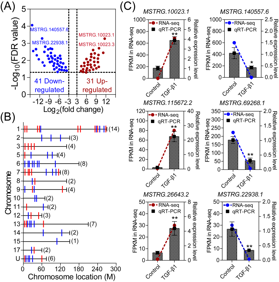 Cell Prolif︱南京农业大学李齐发/杜星团队揭示TGF-β1调控卵巢颗粒细胞转录组变化的普遍机制 - 知乎