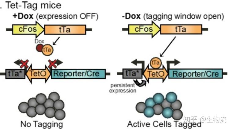 基因的时间开关——TetTag系统 - 知乎
