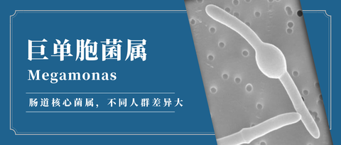 肠道核心菌——戴阿利斯特杆菌属 （Dialister） - 知乎