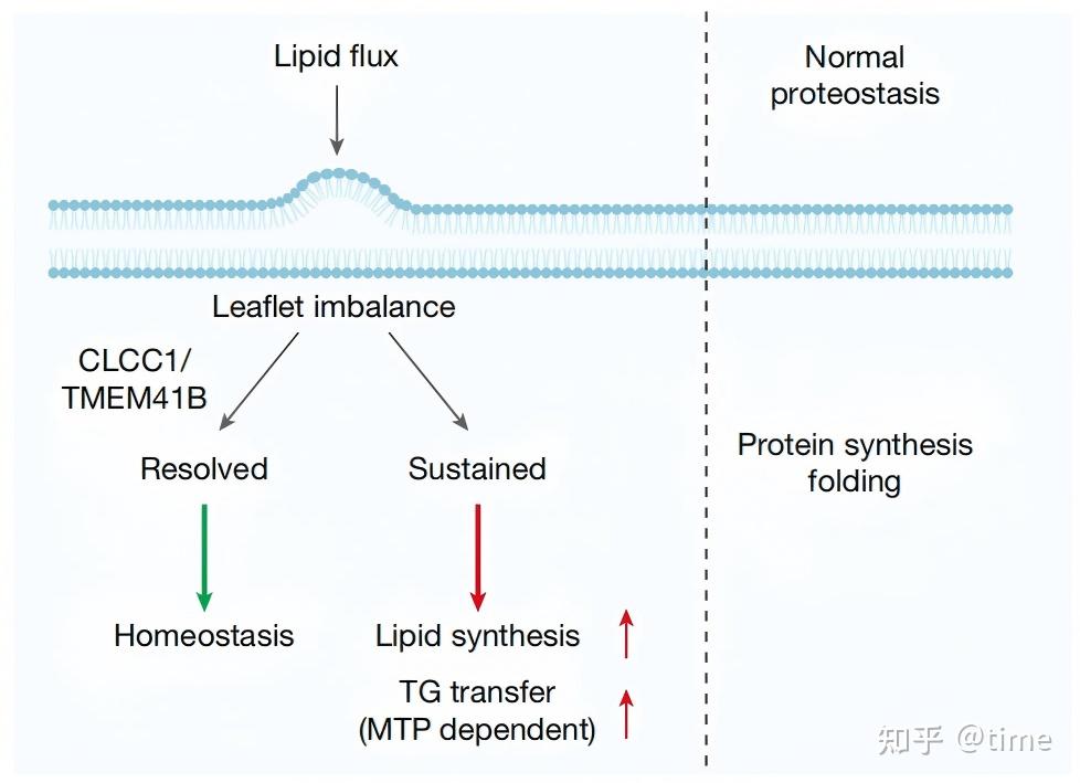文献分享 | Nature：CLCC1 调控内质网双层膜平衡以维持脂质稳态 - 知乎