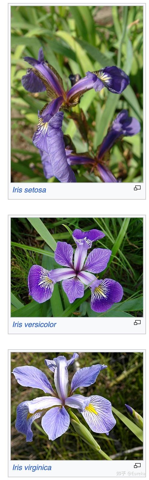 The Iris Dataset 鸢尾花数据集 - 知乎