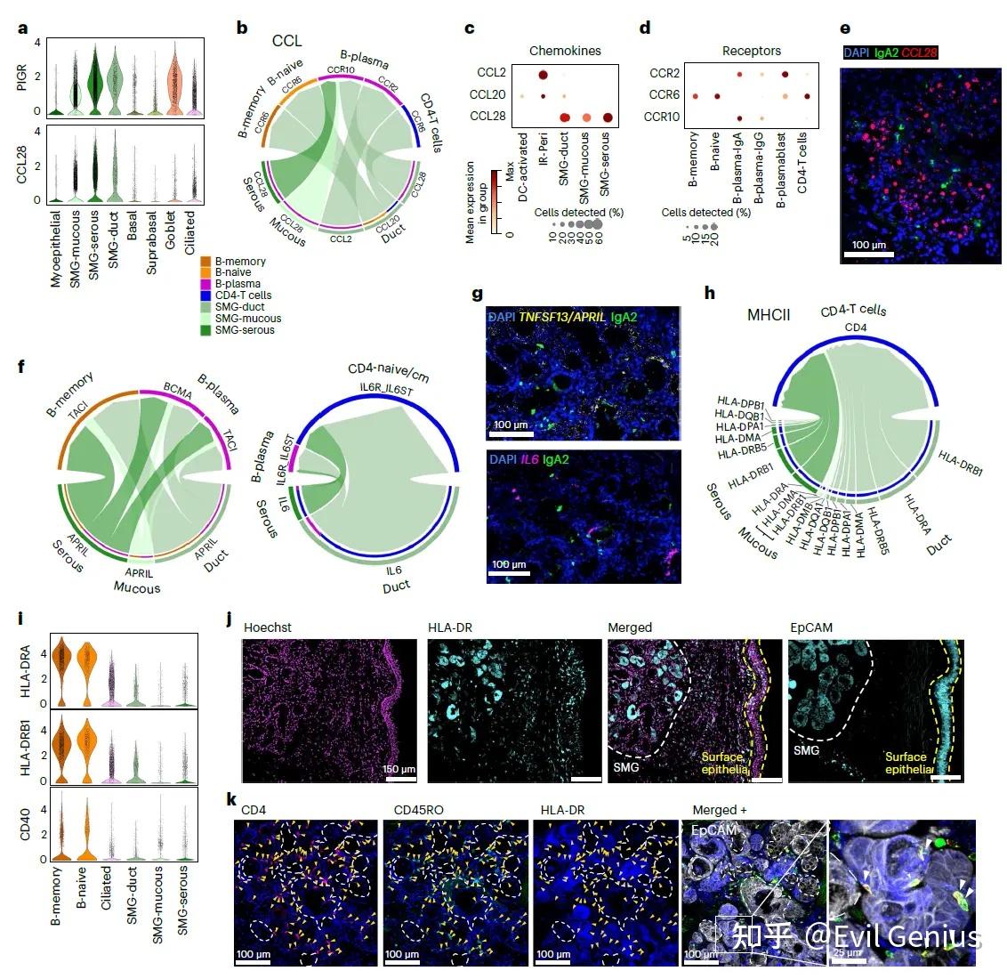 Nat Genetics|单细胞、单核、VDJ、空间构建肺全图谱和免疫生态位 - 知乎