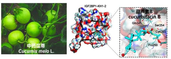 SPR与ITC分子互作技术助力揭示葫芦素B抗肿瘤作用靶点 - 知乎