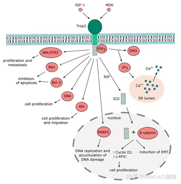 Trop2 I 肿瘤免疫治疗热门靶点 - 知乎
