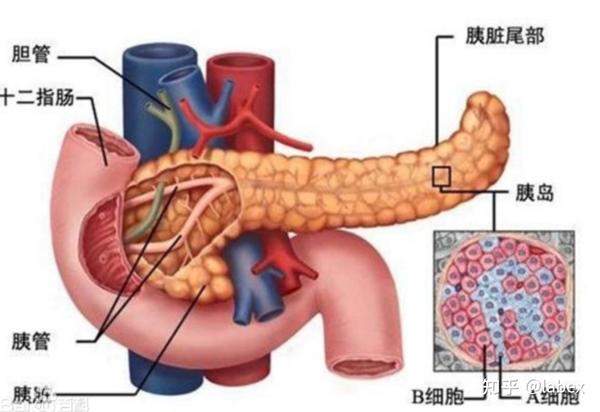 胰岛功能三剑客：胰岛素，胰高血糖素，C肽 - 知乎