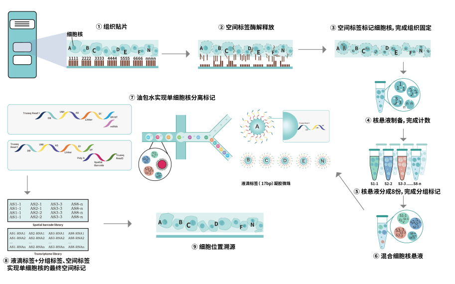 新品上线 | 贝瑞基因引进SeekSpace®单细胞空间转录组！ - 知乎