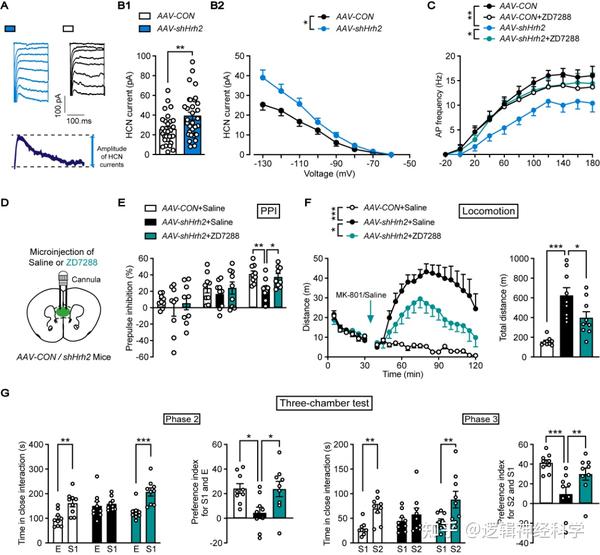 PNAS︱浙江大学胡薇薇/陈忠团队发现基于组胺H2受体的精神分裂症潜在药物靶标 - 知乎