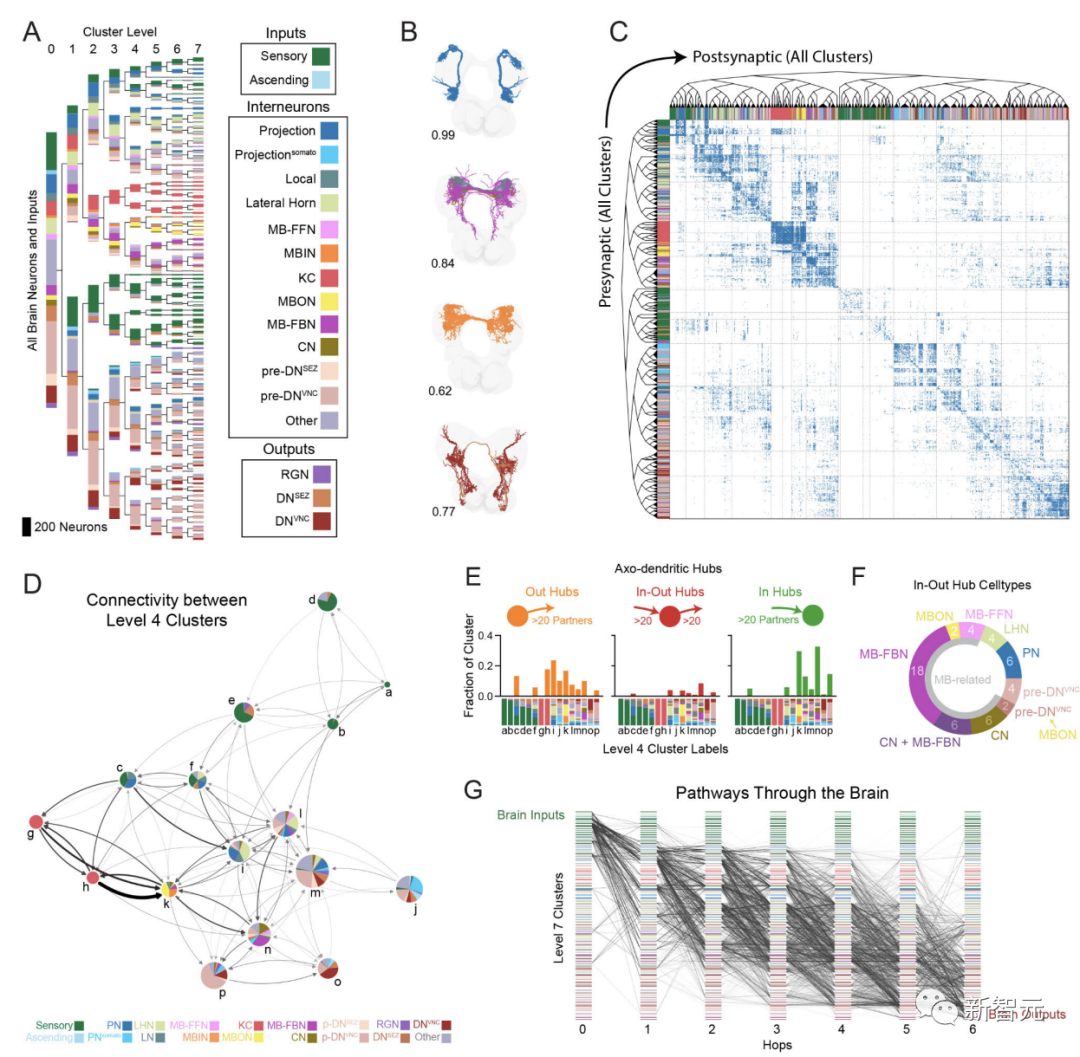 大脑里真有ResNet！全球首张「果蝇大脑连接组」面世：耗费十余年，重建三千神经元，超50万突触！ - 知乎