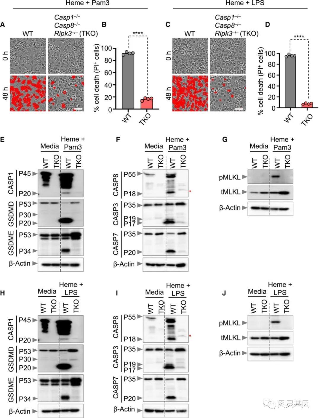 Cell | 揭示先天性免疫细胞泛凋亡机理 - 知乎