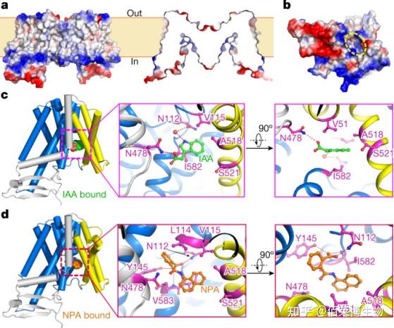 膜蛋白与小分子互作：SPR及ITC助力揭示生长素极性运输机制 - 知乎