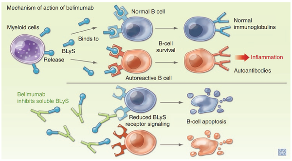 BAFF，自身免疫性疾病治疗新靶点 - 知乎