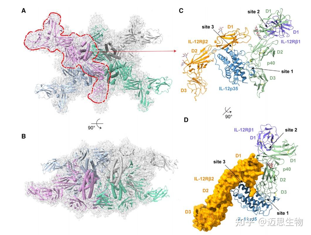免疫引擎IL12的核心部件IL12B - 知乎