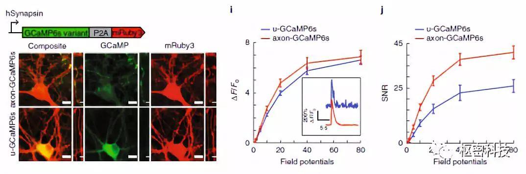 Axon-GCaMP6轴突钙成像 ——让轴突无所遁形 - 知乎