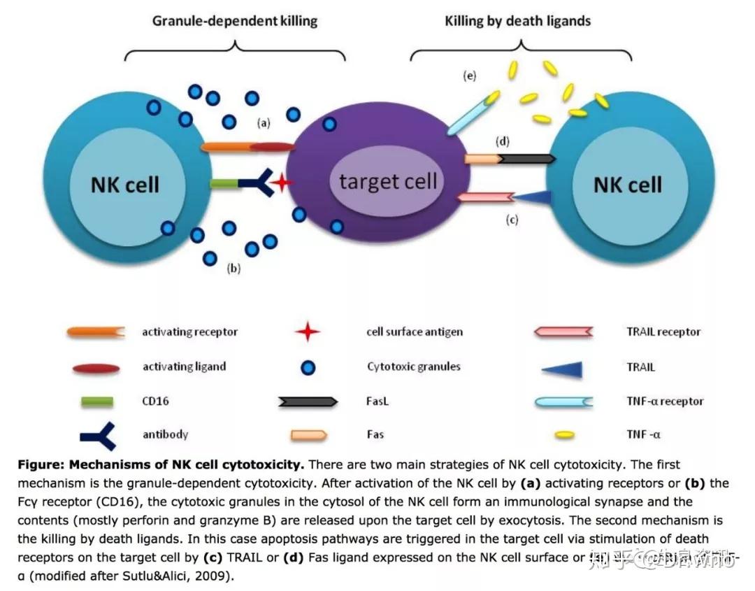 CAR-NK：CAR-T之外的新大陆 - 知乎