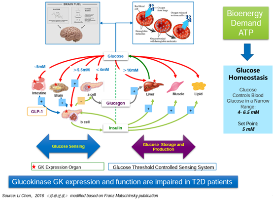 「多格列艾汀」诞生记：全球首款获批的GKA类糖尿病新药 - 知乎