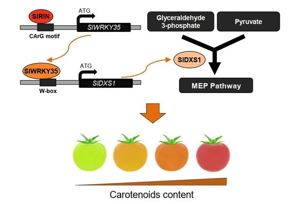 【New Phytol】SlWRKY35通过激活番茄果实中的MEP途径，从而促进类胡萝卜素的生物合成 - 知乎