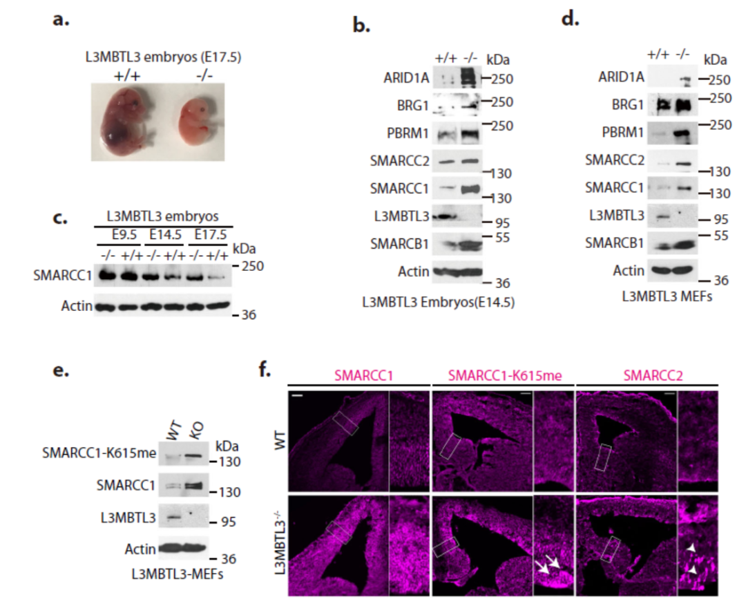Nat Commun︱张慧团队发现SWI/SNF复合物的新型蛋白降解机制 - 知乎