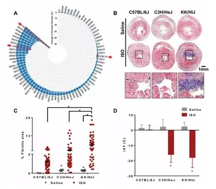 心脏纤维化与特定遗传背景的心肌成纤维细胞（CFbs）的激活有关 - 知乎