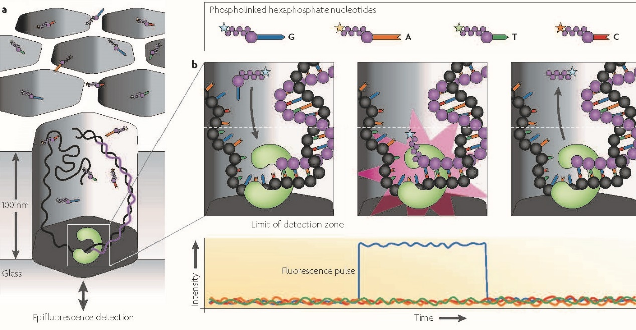一文读懂“一代、二代、三代基因测序仪” - 知乎