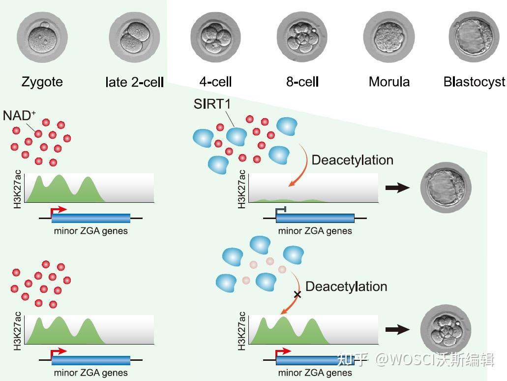 CD（IF=38）| 揭示精确和及时地调节早期哺乳动物胚胎中的初级合子基因激活的潜在机理 - 知乎