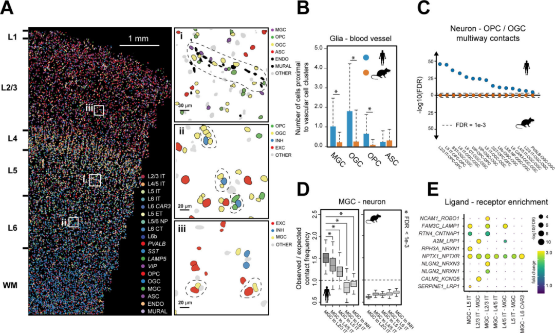 Science | MERFISH揭示人和小鼠大脑皮层细胞的保守性和差异性 - 知乎