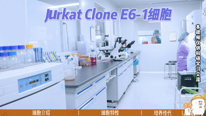 Jurkat Clone E6-1细胞培养，人急性T淋巴细胞白血病细胞培养攻略-丰晖生物 - 知乎
