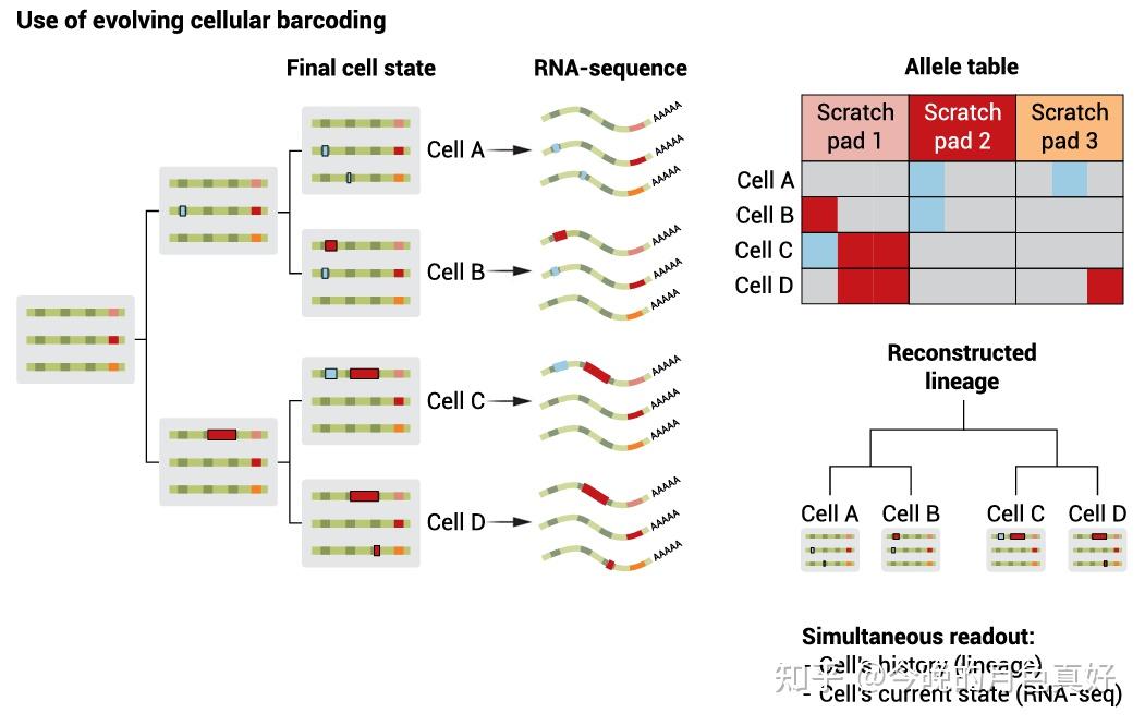 Cellular barcoding to decipher clonal dynamics in disease - 知乎