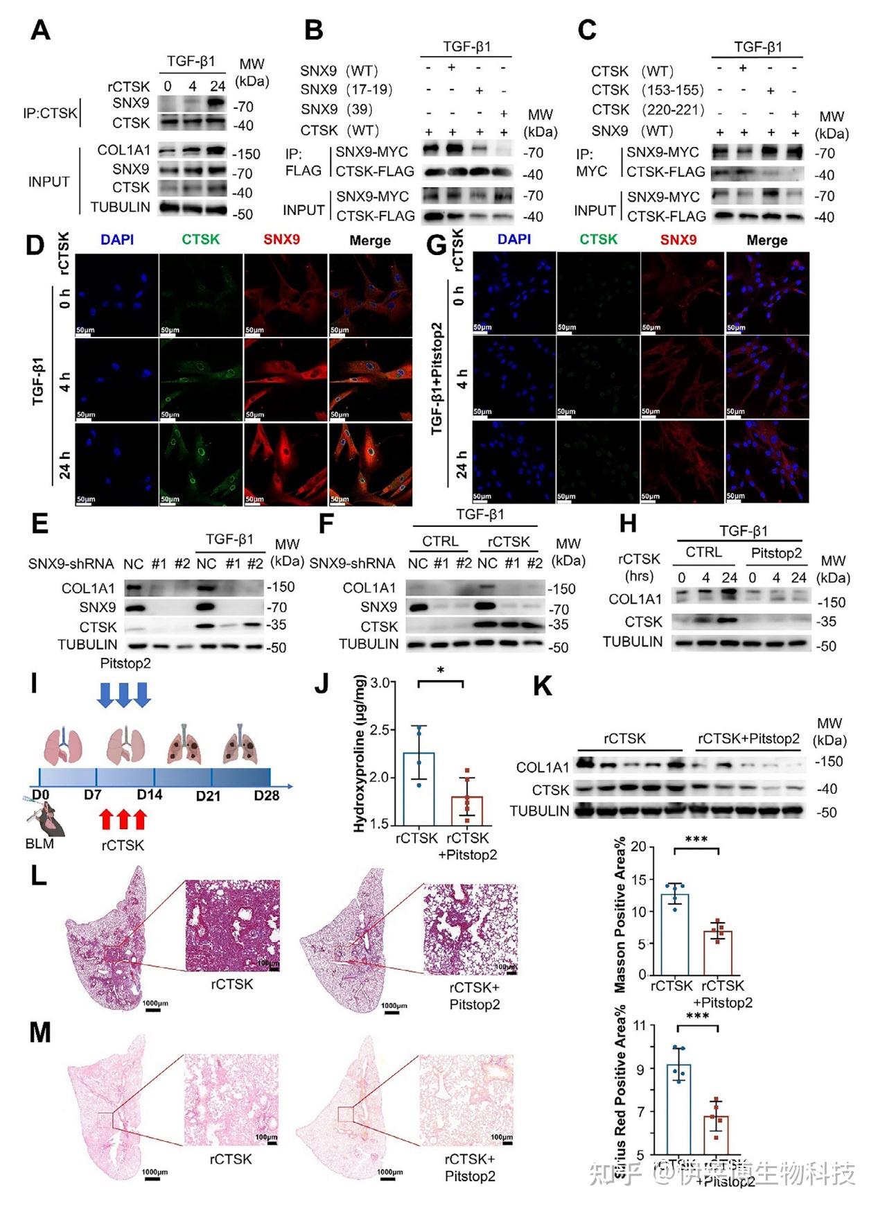 Advanced science最新研究表明： 组织蛋白酶K通过促进成纤维细胞谷氨酰胺代谢和胶原蛋白合成加重肺纤维化 - 知乎