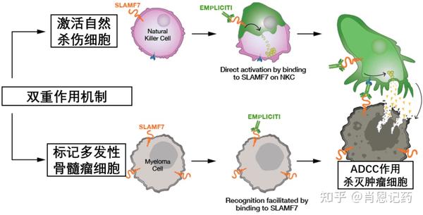 记住所有FDA生物药 | SLAMF7双重调节剂 | Elotuzumab 依洛妥珠单抗 | 多发性骨髓瘤MM - 知乎