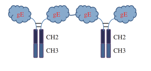 从绿竹生物上市看国内带状疱疹疫苗的竞争格局 - 知乎