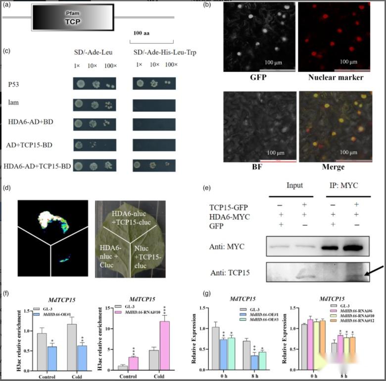 【Plant Biotech J】转录因子MdTCP15可提高苹果的耐寒性，而MdHDA6与MdTCP15产生拮抗作用 - 知乎