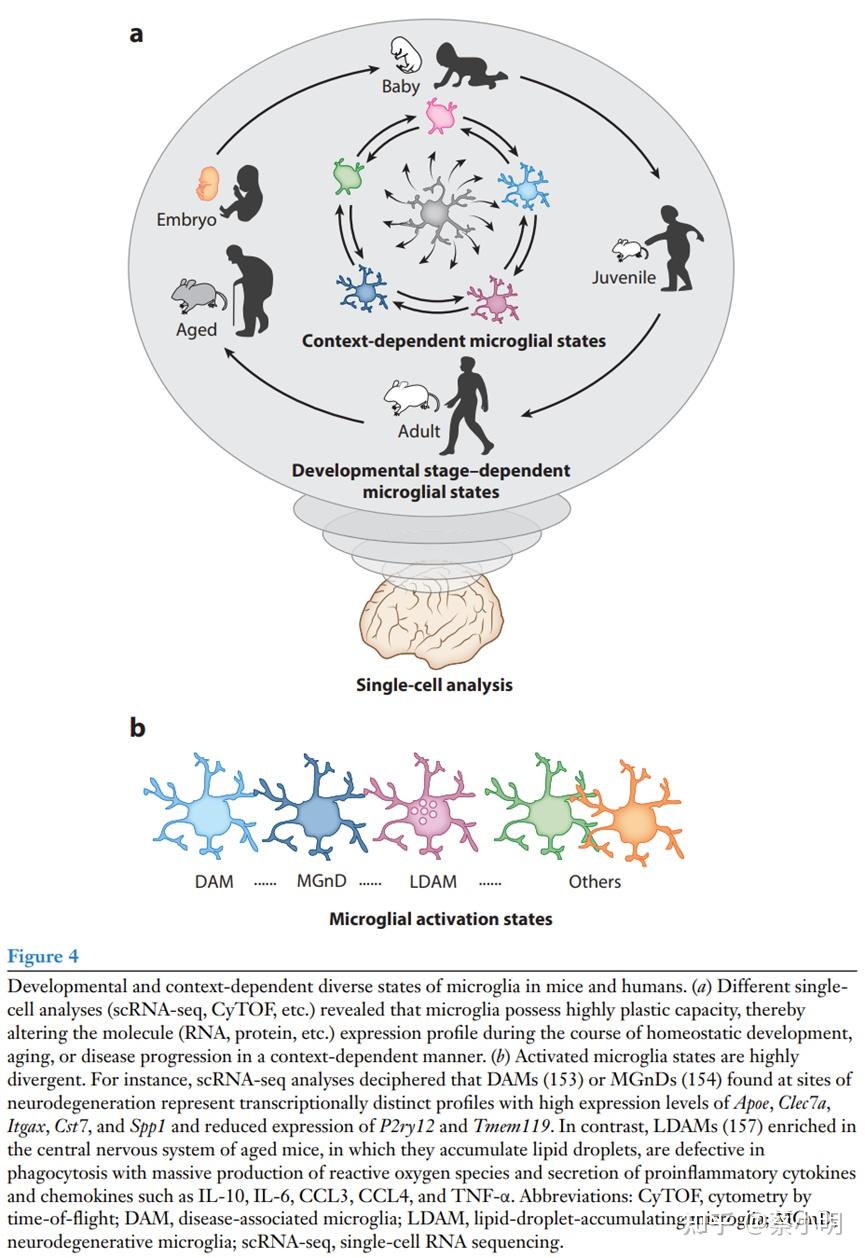 NID226_Microglia and Central Nervous System–Associated Macrophages—From ...