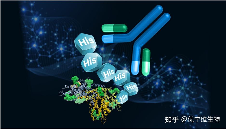His标签抗体在WB和ELISA中的应用 - 知乎