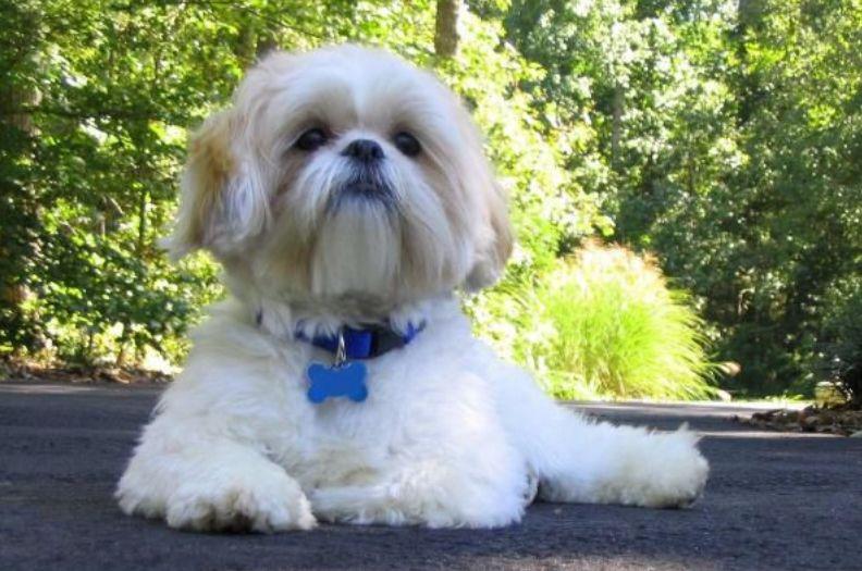 这39种中国“土狗”，其实都是超酷的品种犬！ - 知乎