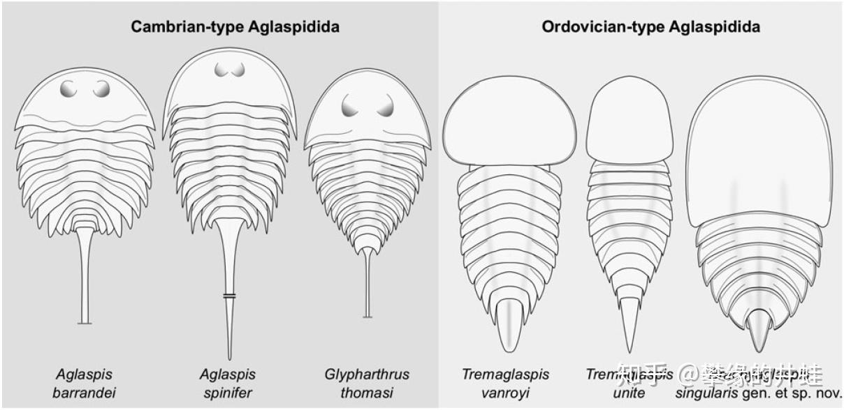 【地球演义】寒武纪的余烬：节肢动物篇 - 知乎